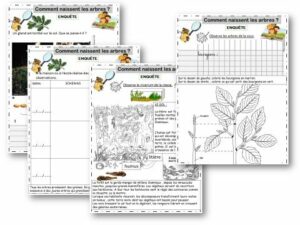 LA FORET : Activités CP/CE1/CE2 • ReCreatisse