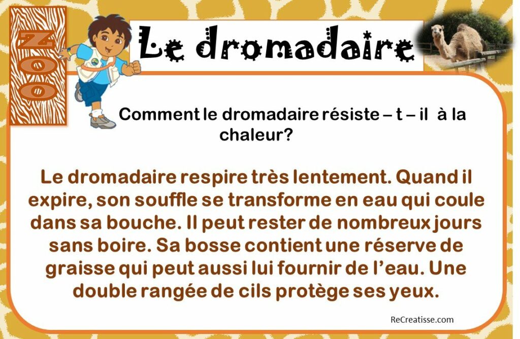 VOCABULAIRE : les animaux du zoo • ReCreatisse