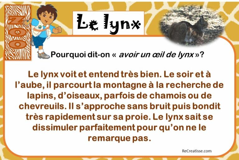 VOCABULAIRE : les animaux du zoo • ReCreatisse