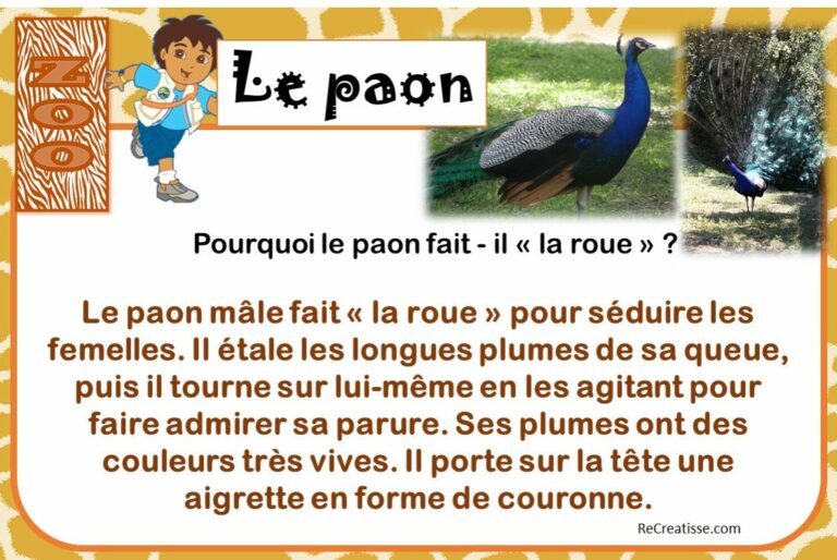 VOCABULAIRE : les animaux du zoo • ReCreatisse