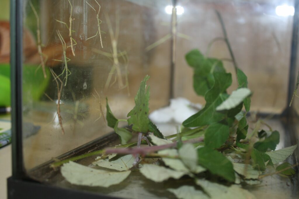 Les élevages : les phasmes • ReCreatisse