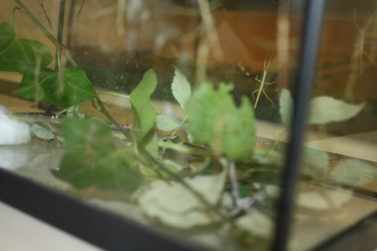 Les élevages : les phasmes • ReCreatisse