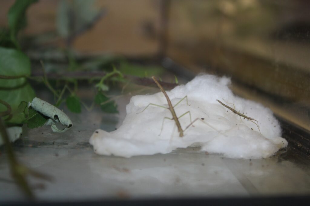 Les élevages : les phasmes • ReCreatisse