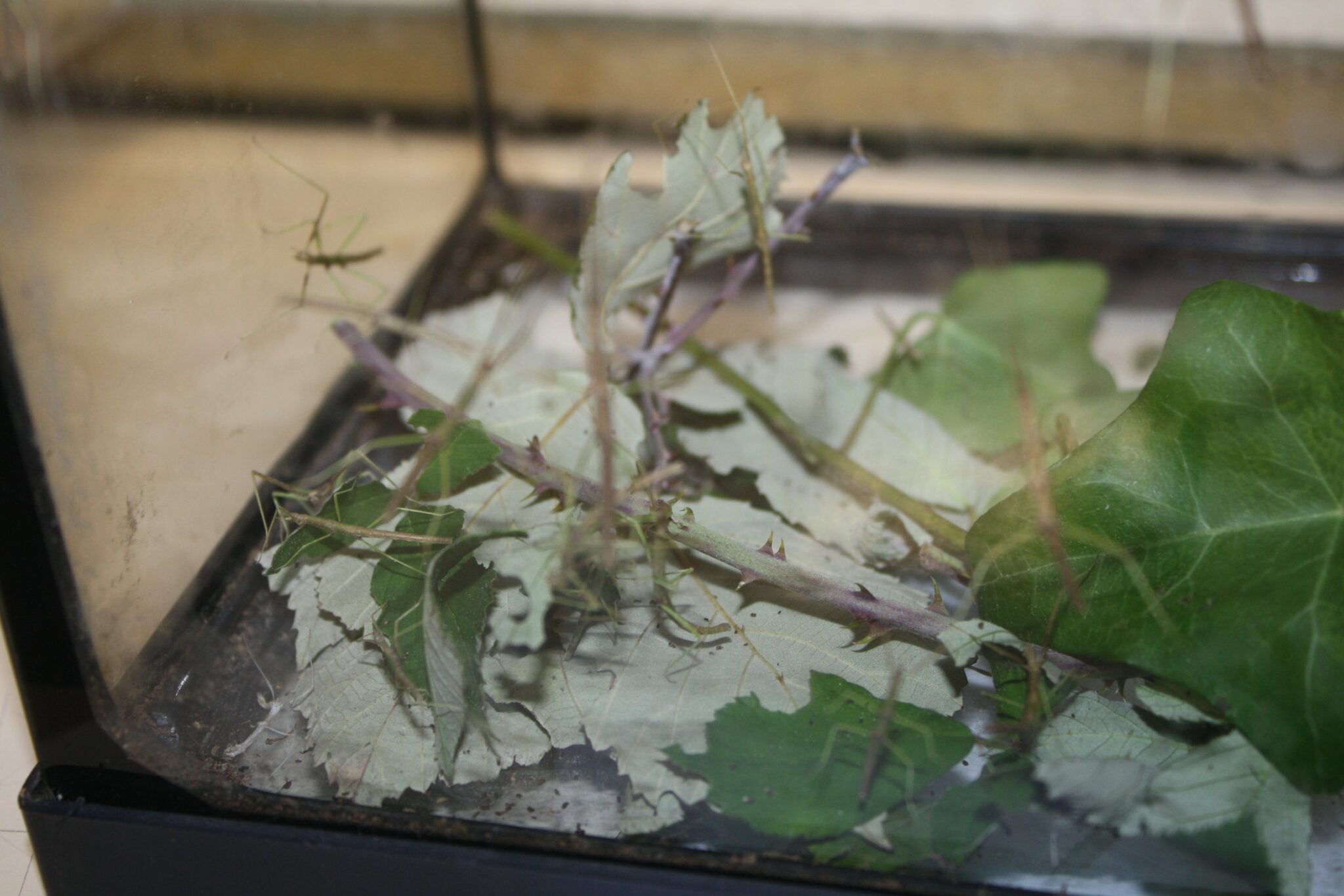 Les élevages : les phasmes • ReCreatisse