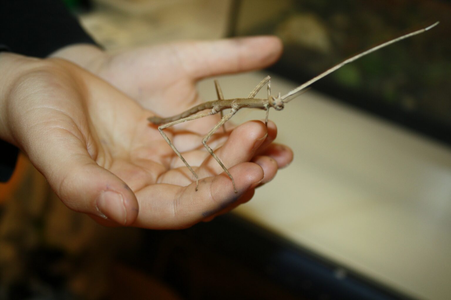 Les élevages : les phasmes • ReCreatisse