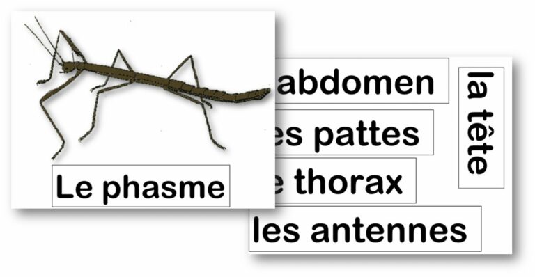 Les élevages : les phasmes • ReCreatisse