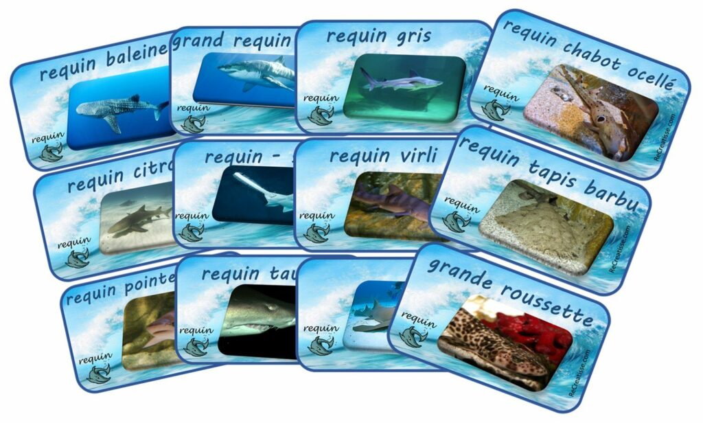 NOMENCLATURE / ACTIVITES LEXICALES : animaux marins • ReCreatisse