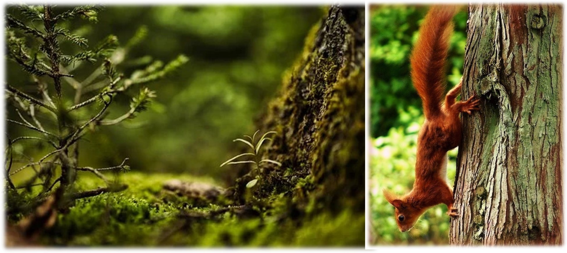 Nature y es- tu ? périodes 4 et 5 • ReCreatisse